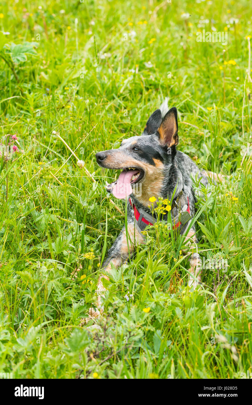 Blue Heeler Dog playing in a mountain meadow Stock Photo - Alamy