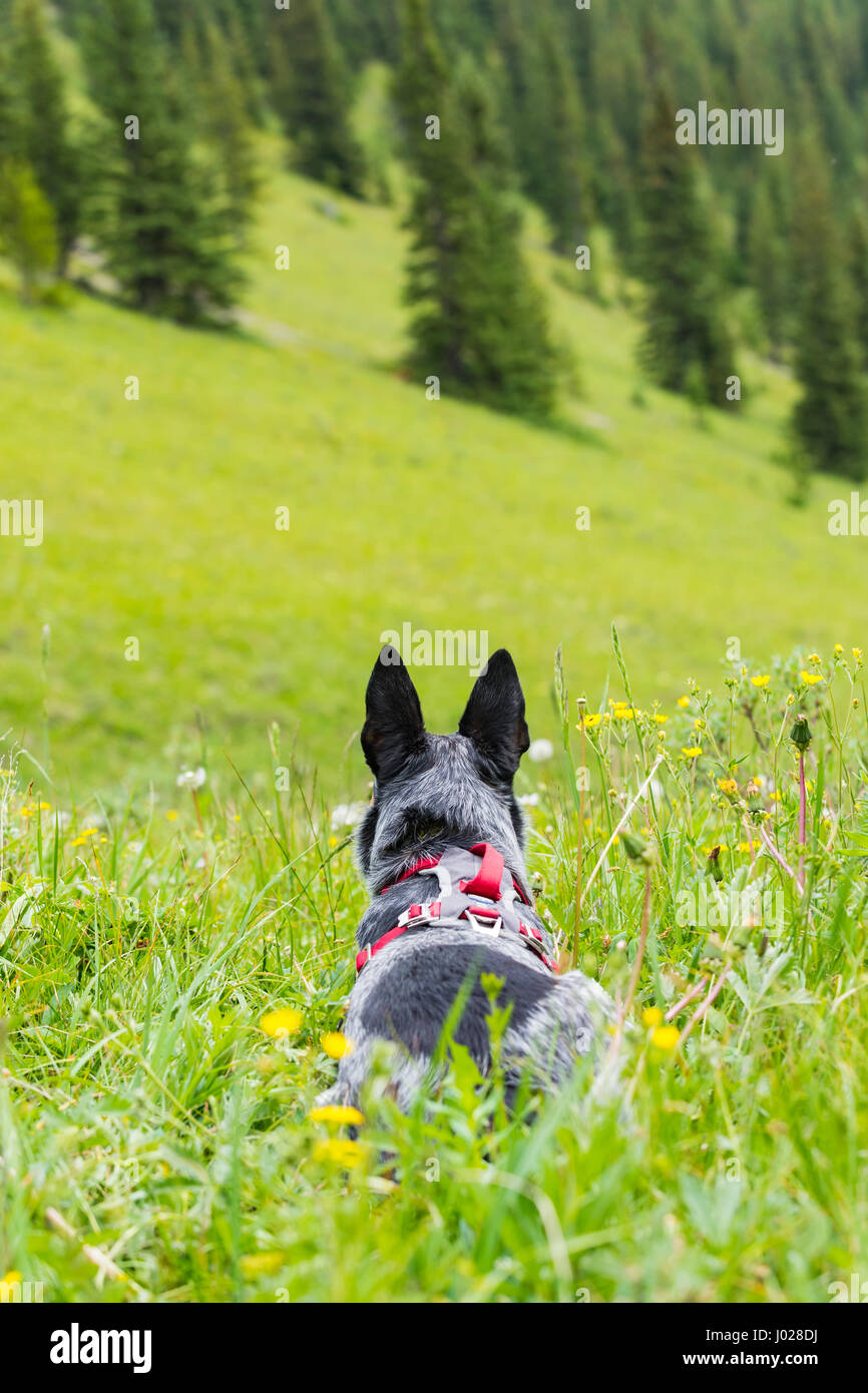 Blue Heeler Dog playing in a mountain meadow Stock Photo - Alamy
