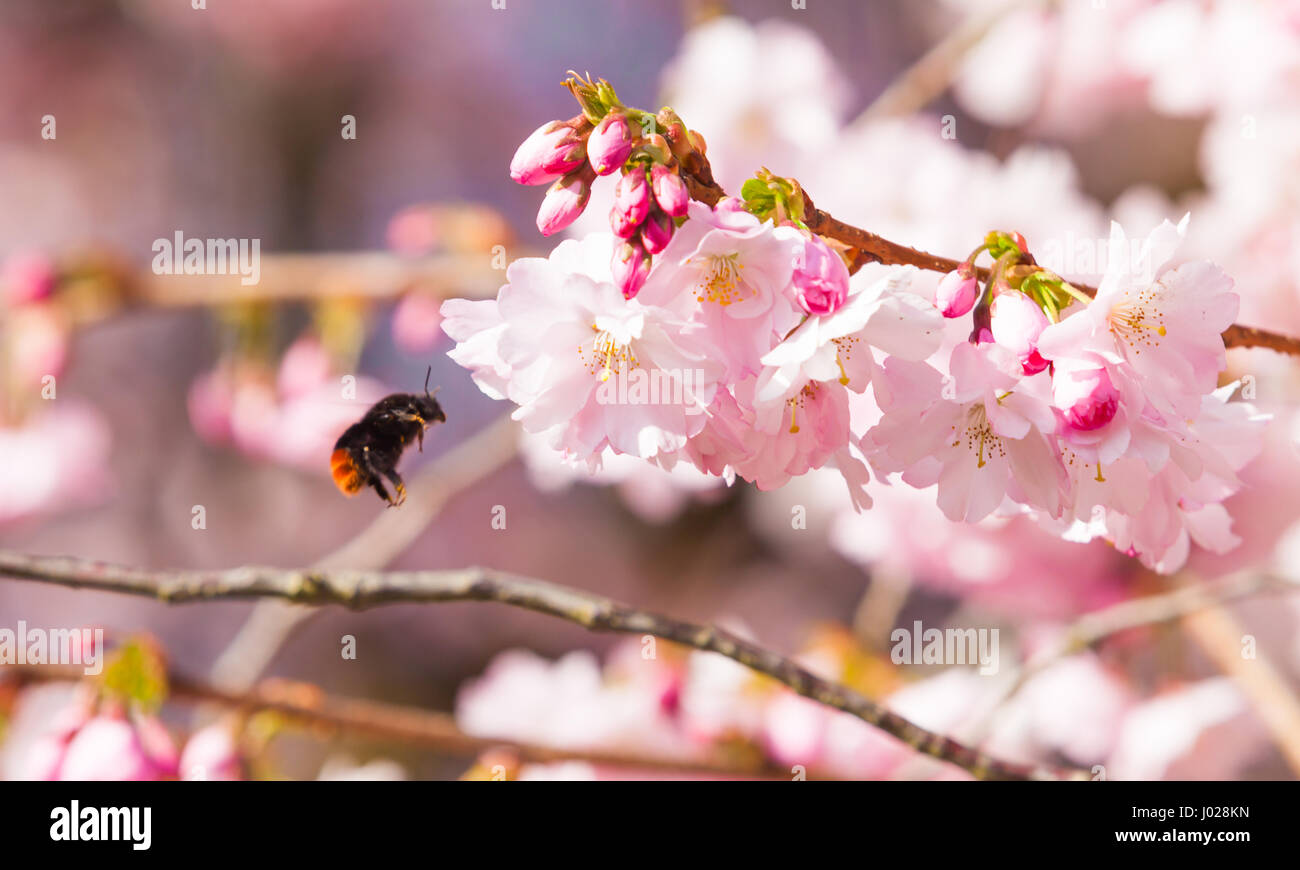 Cherry blossom, sakura flowers Stock Photo - Alamy