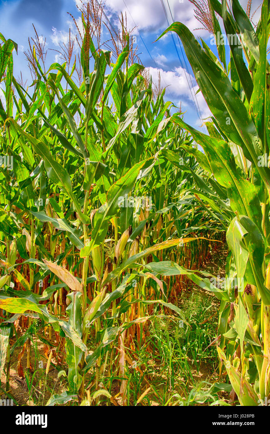 Pennsylvania crop hi-res stock photography and images - Alamy