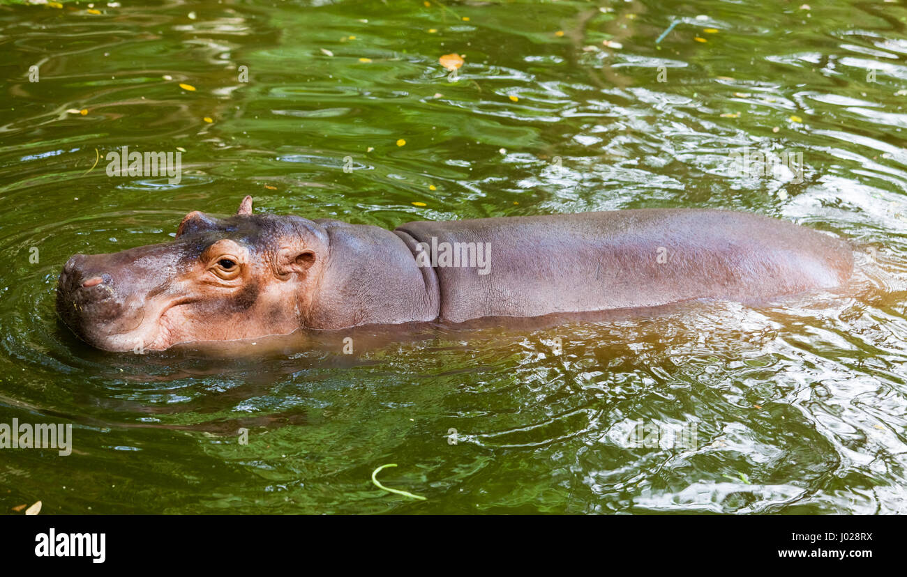 Hippo breeding zoo hi-res stock photography and images - Alamy