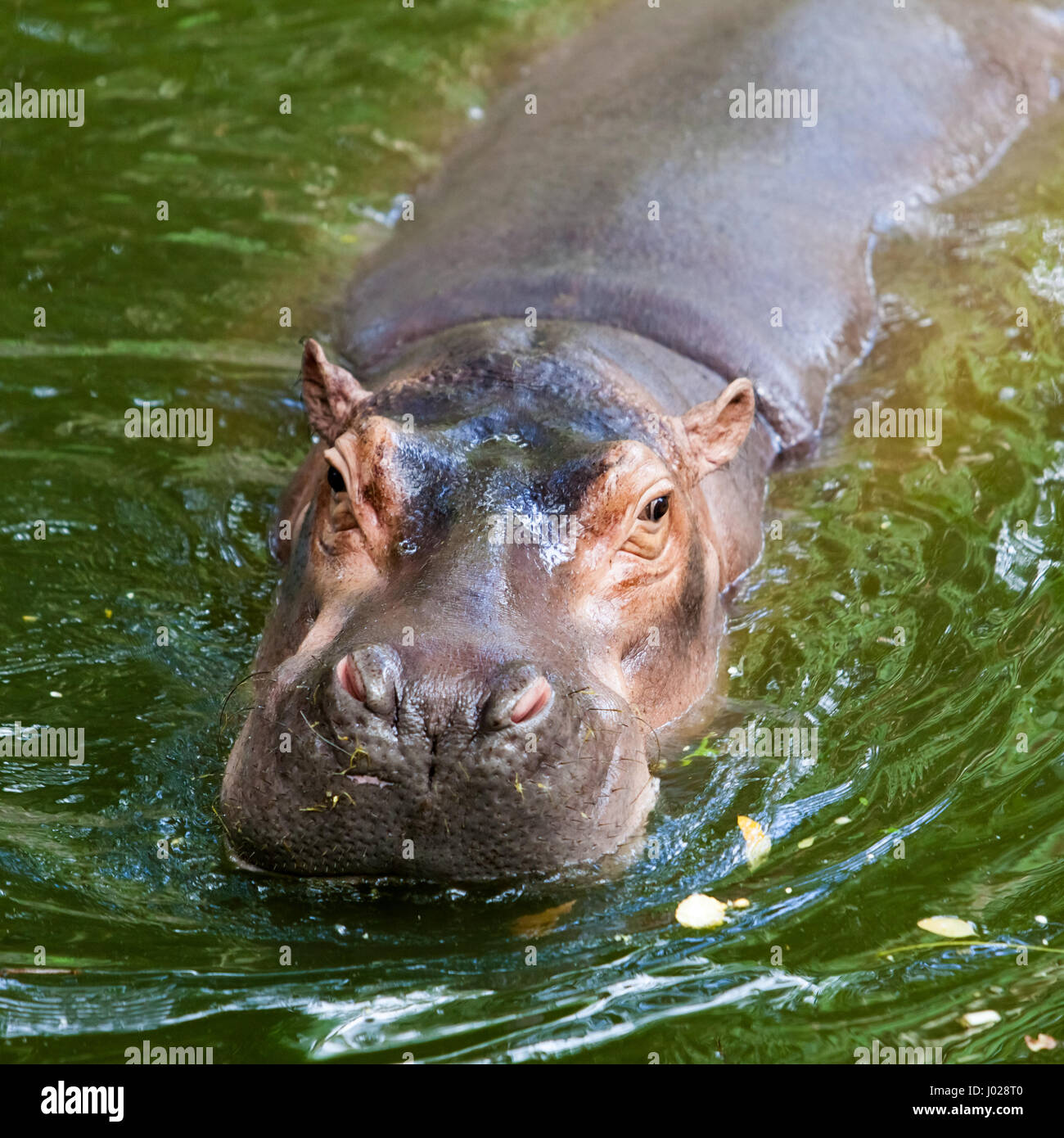 Hippo breeding zoo hi-res stock photography and images - Alamy