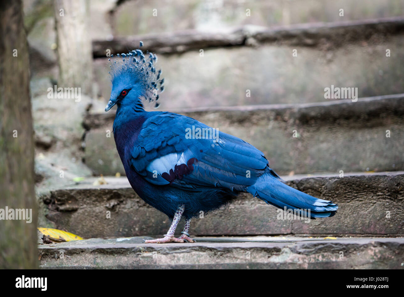 Victoria crowned pigeon. Exotic Bird Goura Victoria Stock Photo - Alamy