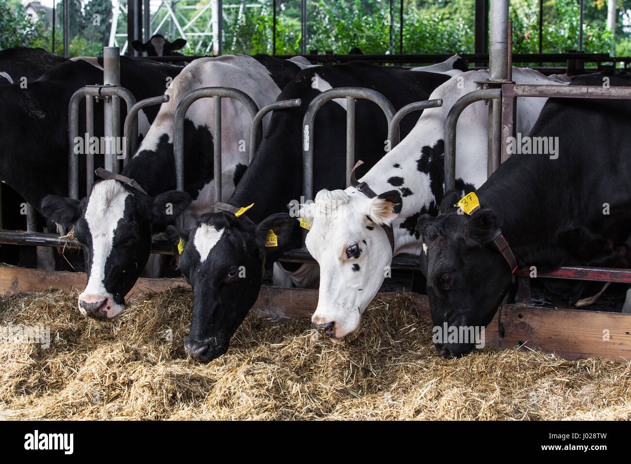 Cows on Farm Stock Photo - Alamy