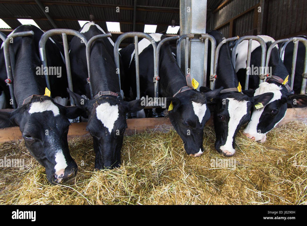Cows on Farm Stock Photo - Alamy