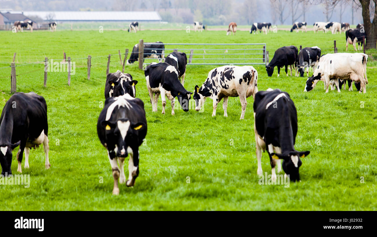 Cows on farmland Stock Photo - Alamy