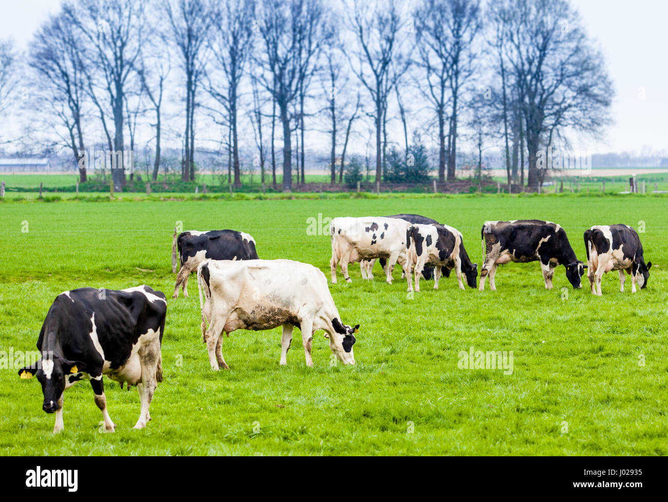 Cows on farmland Stock Photo - Alamy