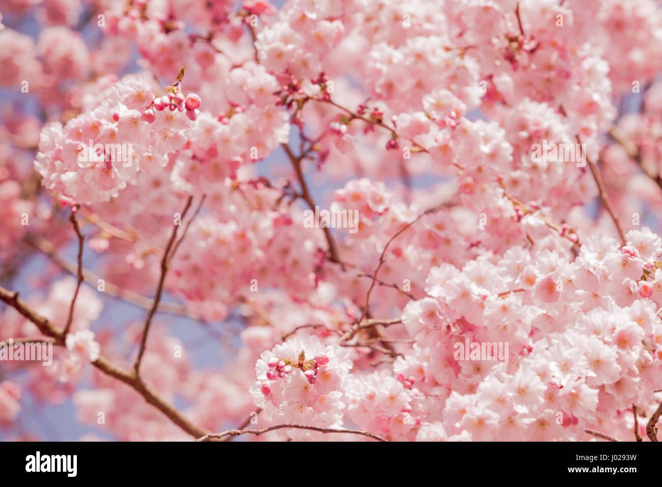 Cherry blossom, sakura flower Stock Photo - Alamy
