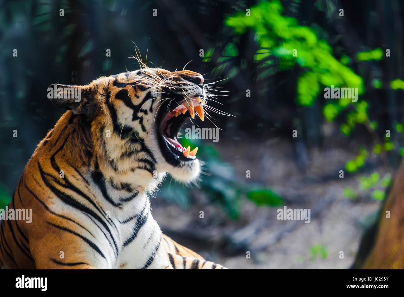 Angry tiger head yellow eyes hi-res stock photography and images - Alamy