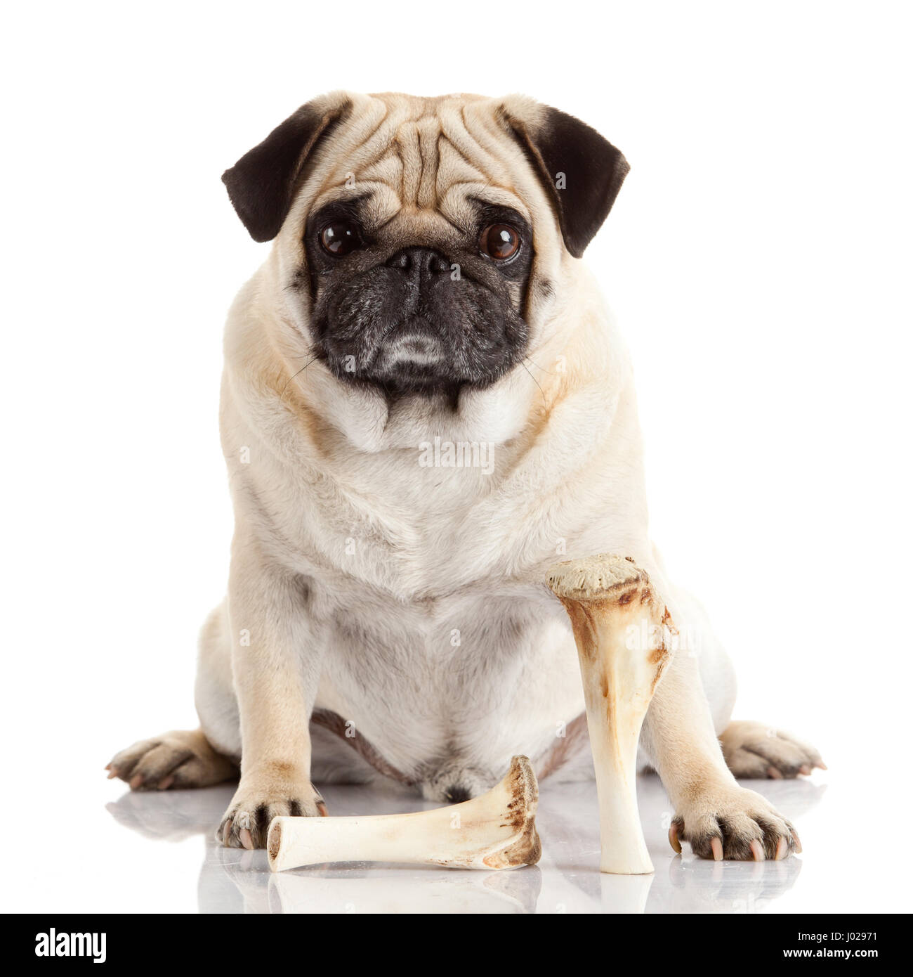 pug dog isolated on a white background Stock Photo - Alamy