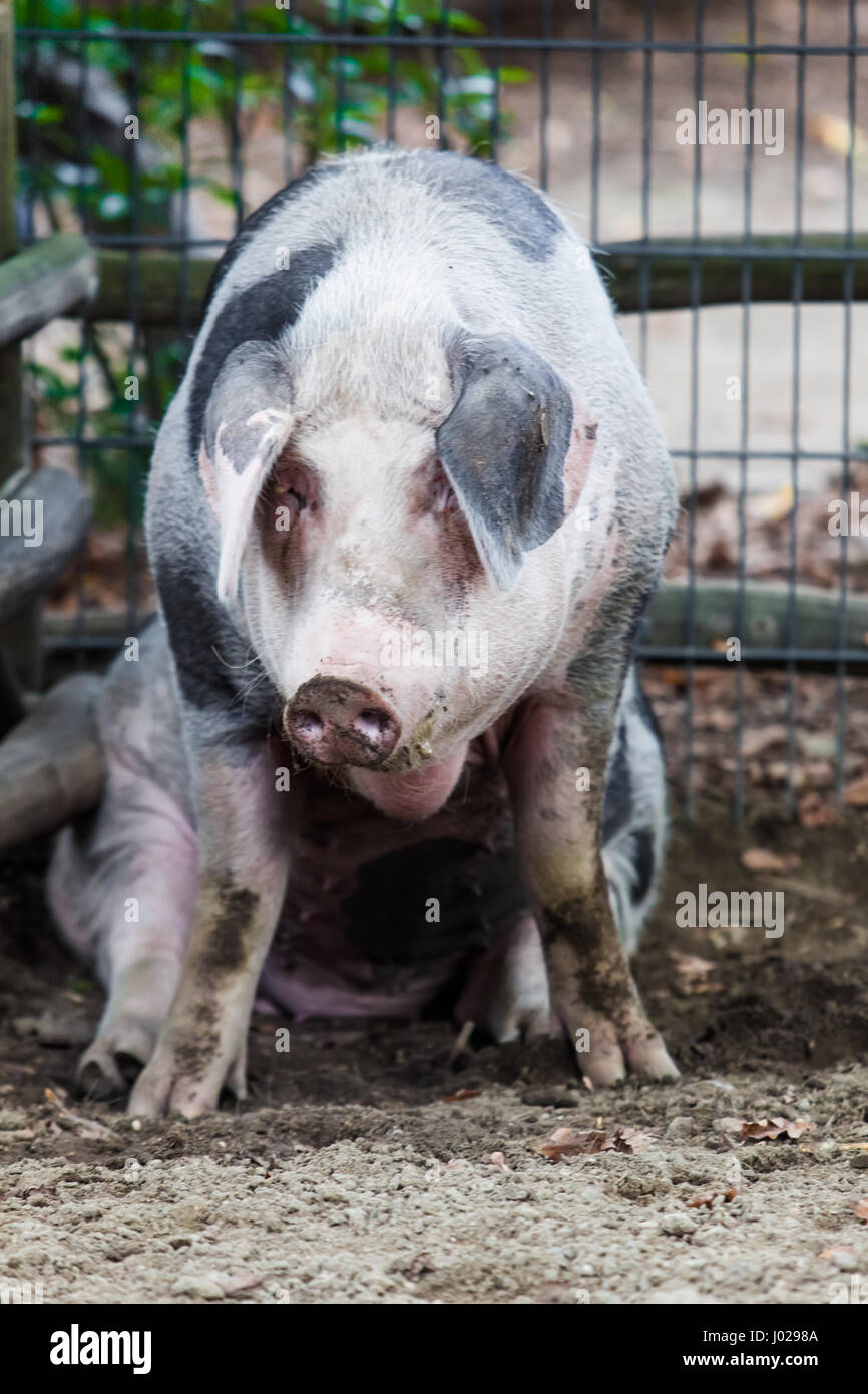 Old straw and mud barn hi-res stock photography and images - Alamy