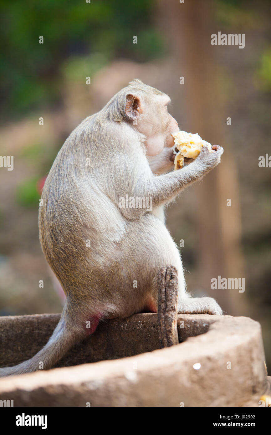 Monkey eating banana Stock Photo - Alamy