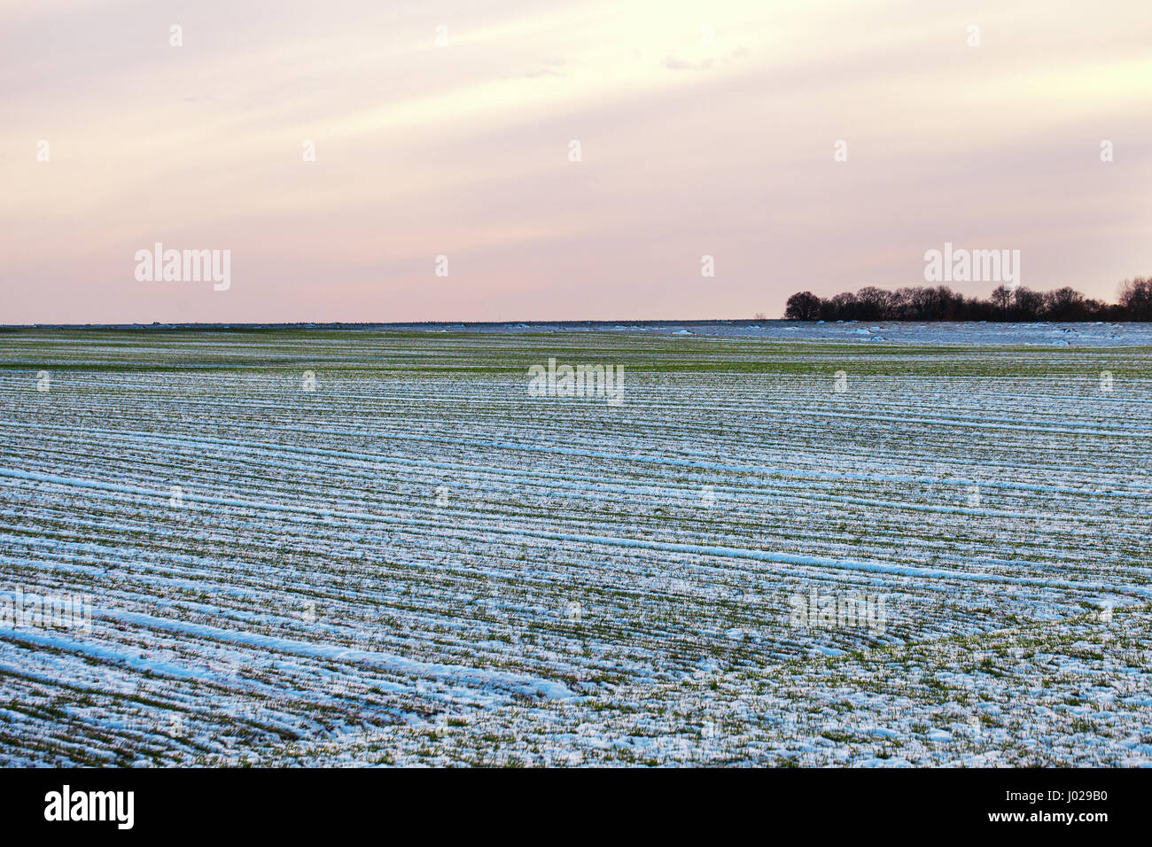 Wheat field in early winter Stock Photo - Alamy