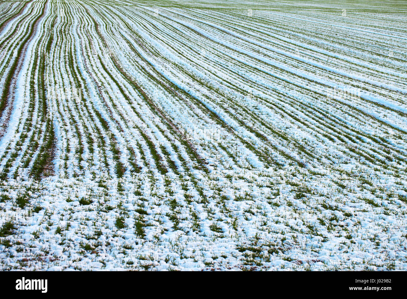 Wheat field in early winter Stock Photo - Alamy