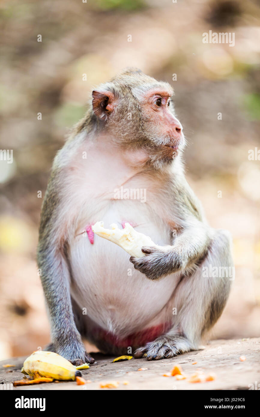 Monkey eating banana Stock Photo - Alamy