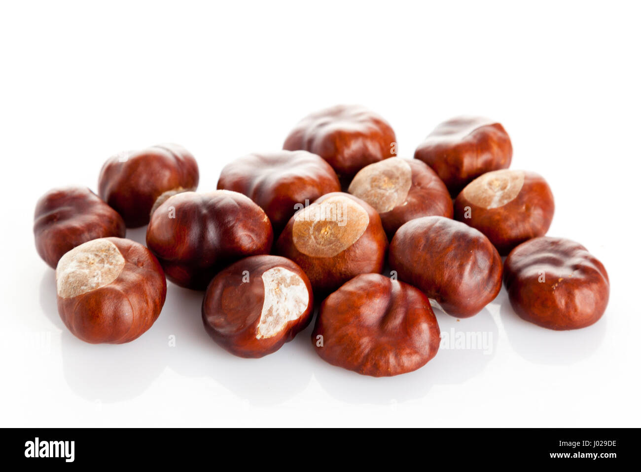 Chestnut on white background Stock Photo - Alamy