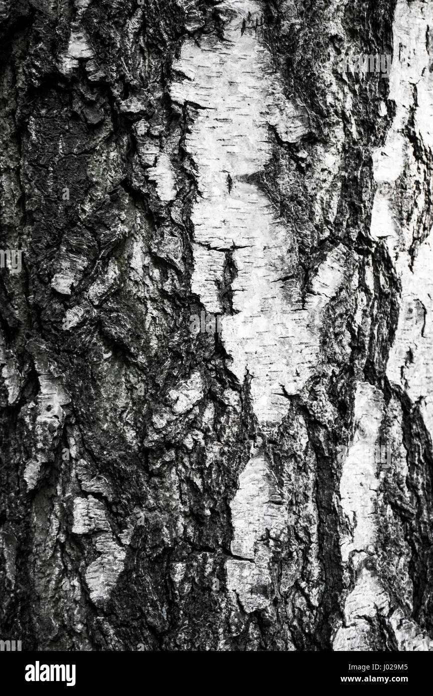 Birch Bark Texture Stock Photo - Alamy