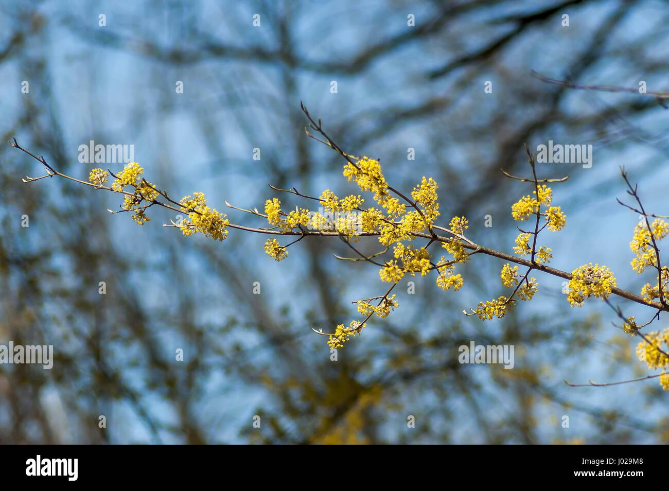 Cornel Tree High Resolution Stock Photography and Images - Alamy