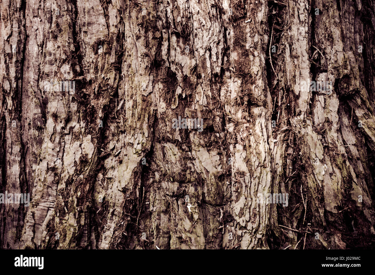 Texture Of Wood. bark of tree texture Stock Photo - Alamy