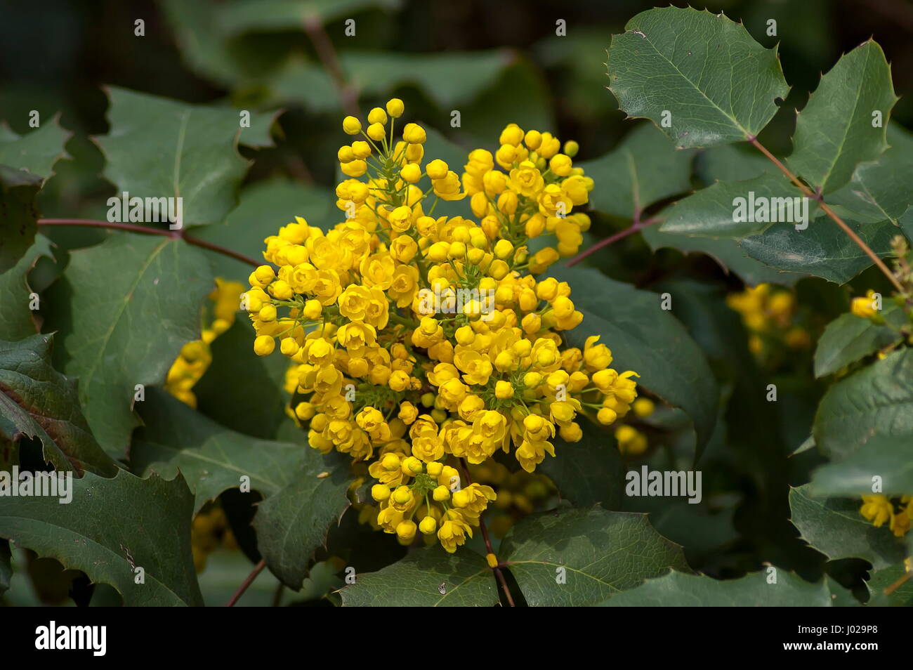Bush of Oregon grape or Mahonia aquifolium in springtime, Sofia ...