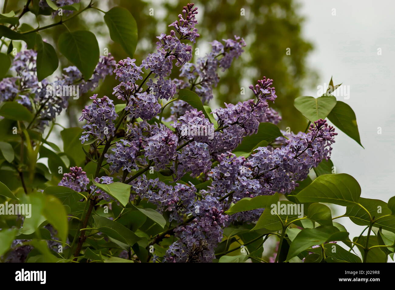 Beautiful bouquet of lilac flowers, Sofia, Bulgaria Stock Photo - Alamy