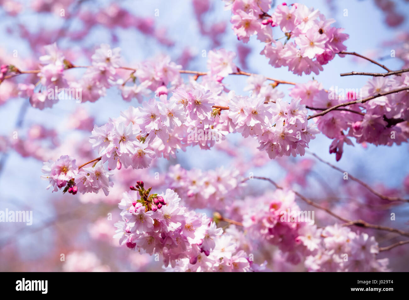 Beautiful Cherry blossom , pink sakura flower Stock Photo - Alamy