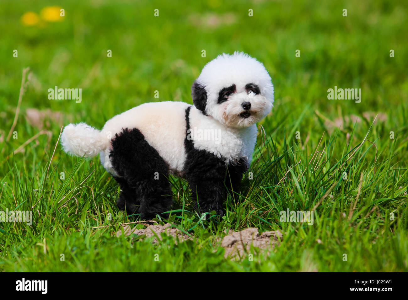 dog repainted on panda. groomed dog. pet grooming Stock Photo - Alamy