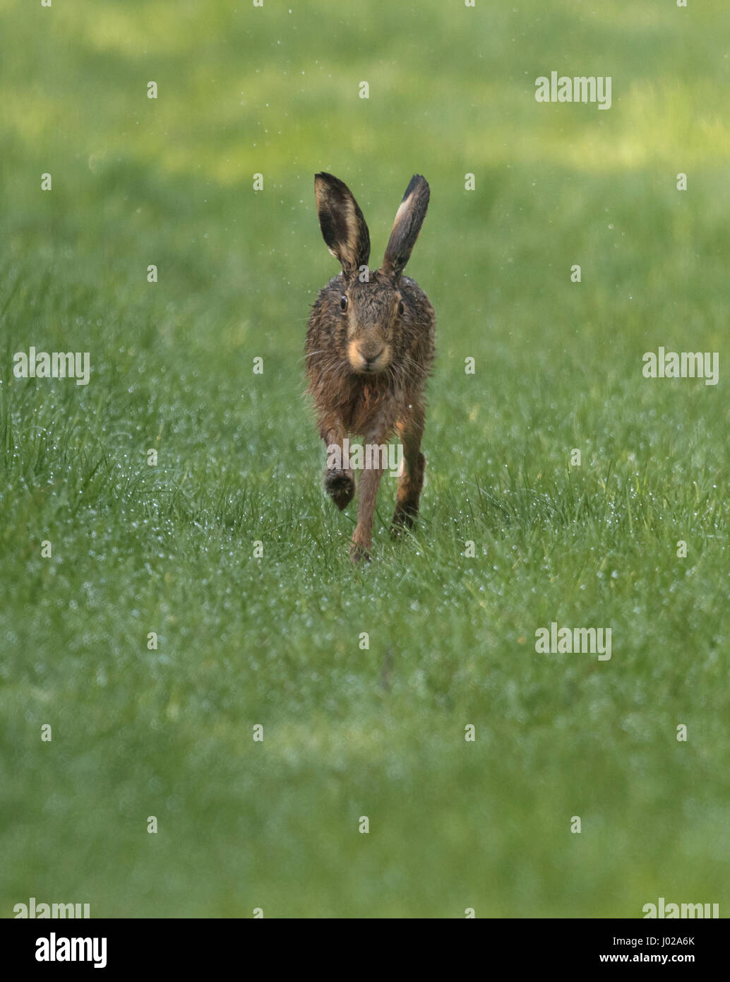 Brown Hare (Lepus europaeus) running towards camera on a dew laden ...