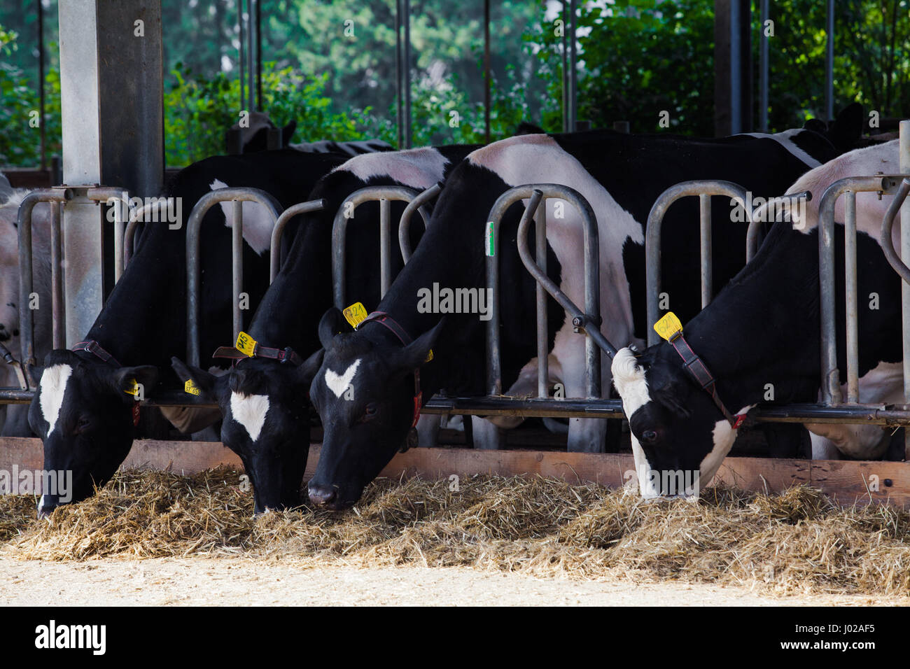 Cows on Farm Stock Photo - Alamy