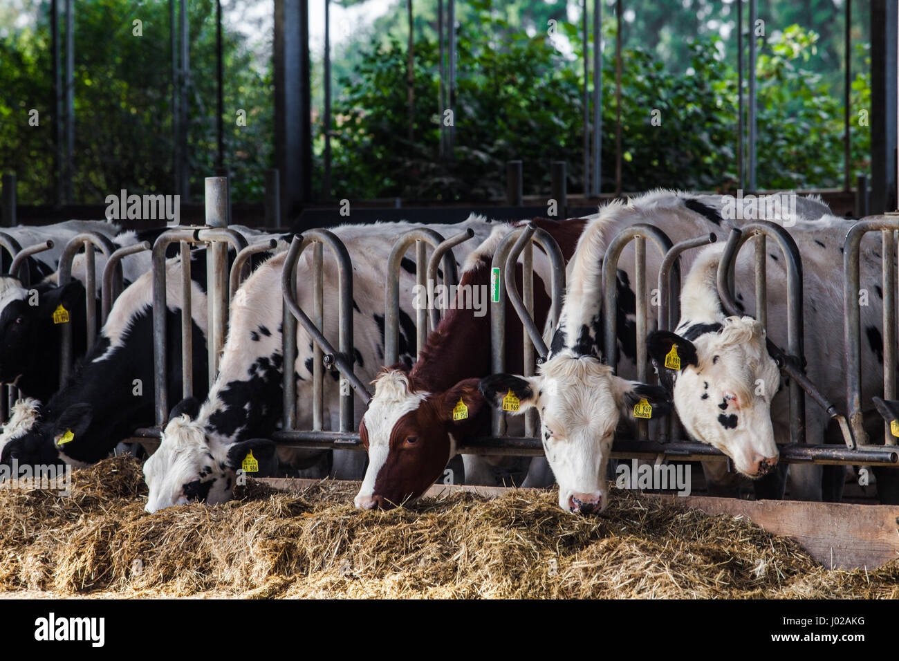Cows on Farm Stock Photo - Alamy