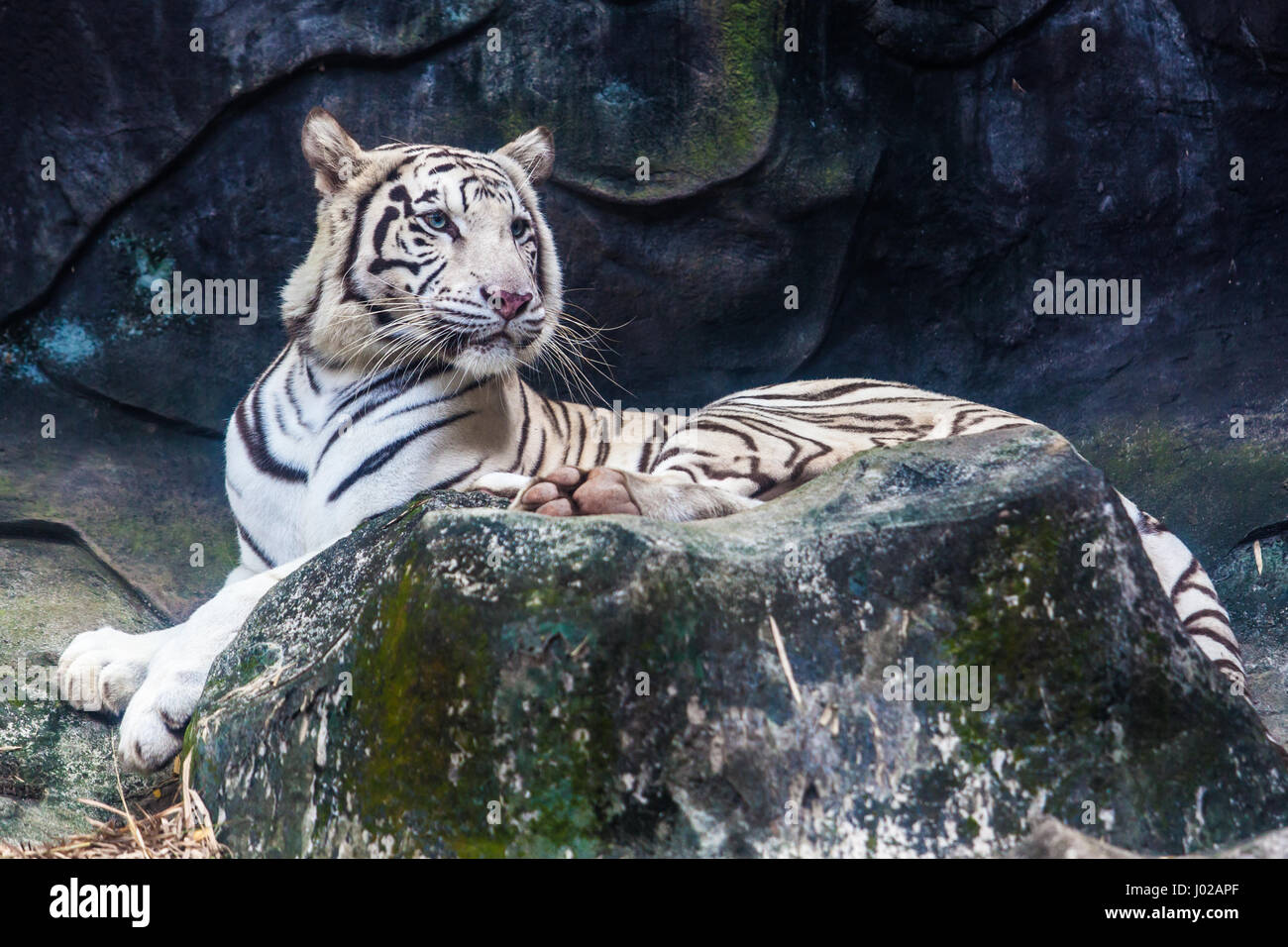 White Tiger on a Rock Stock Photo - Alamy