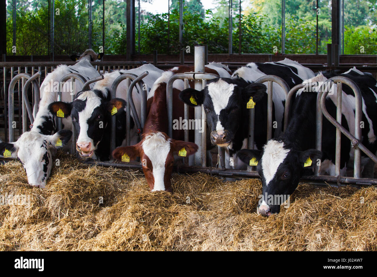 Cows on Farm Stock Photo - Alamy