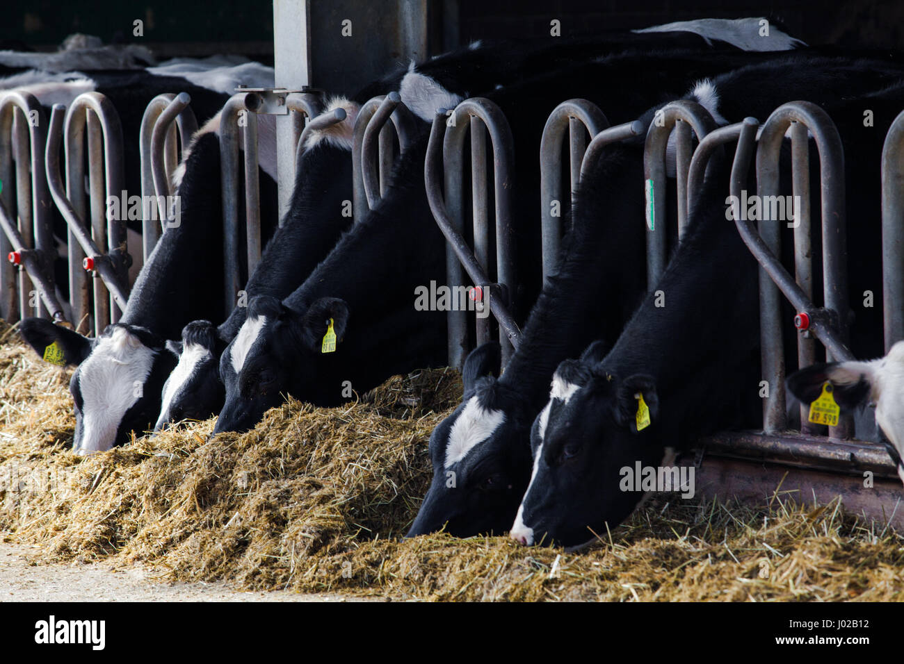 Cows on Farm Stock Photo - Alamy