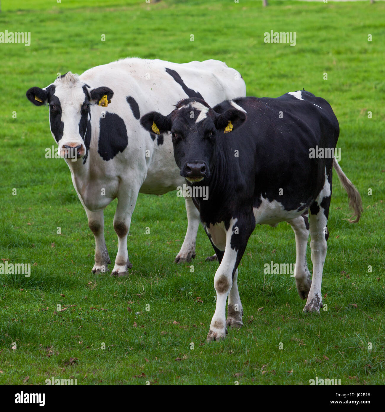 Cows on meadow Stock Photo - Alamy