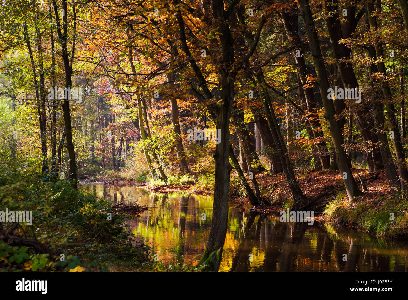 lake in deep forest Stock Photo - Alamy