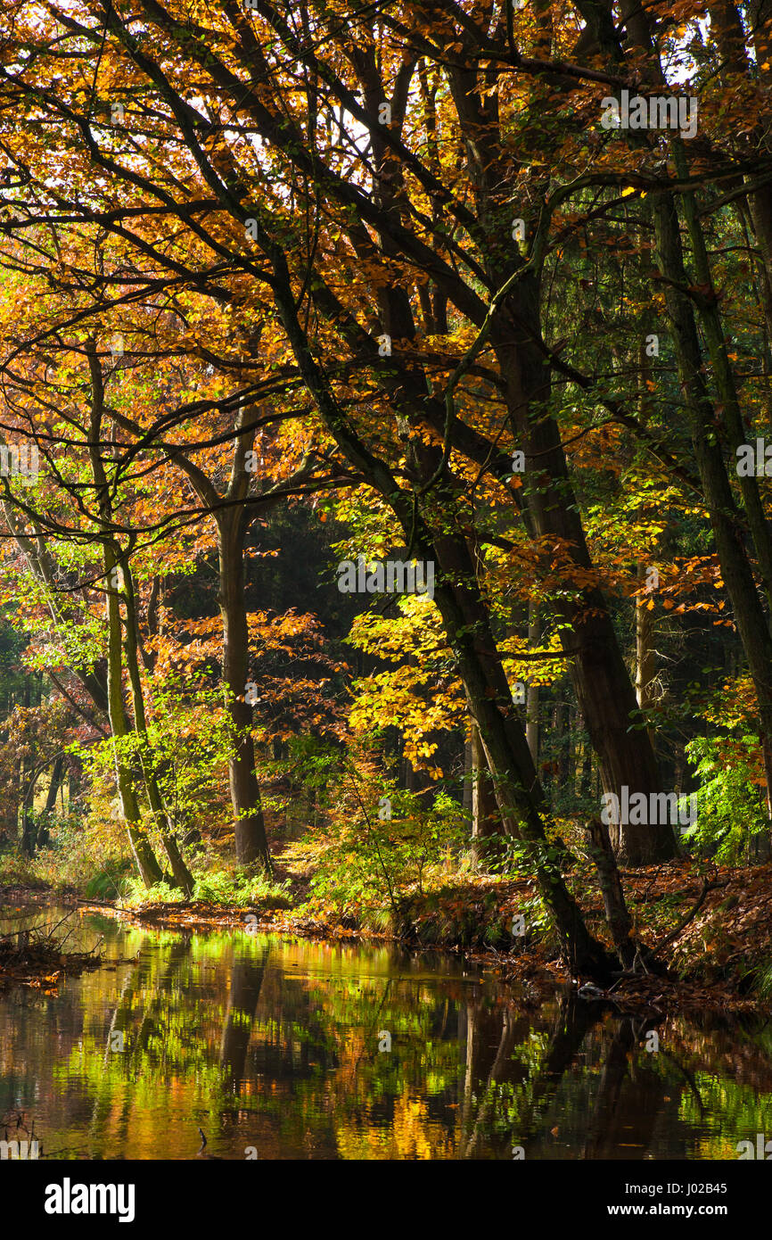 lake in deep forest Stock Photo - Alamy