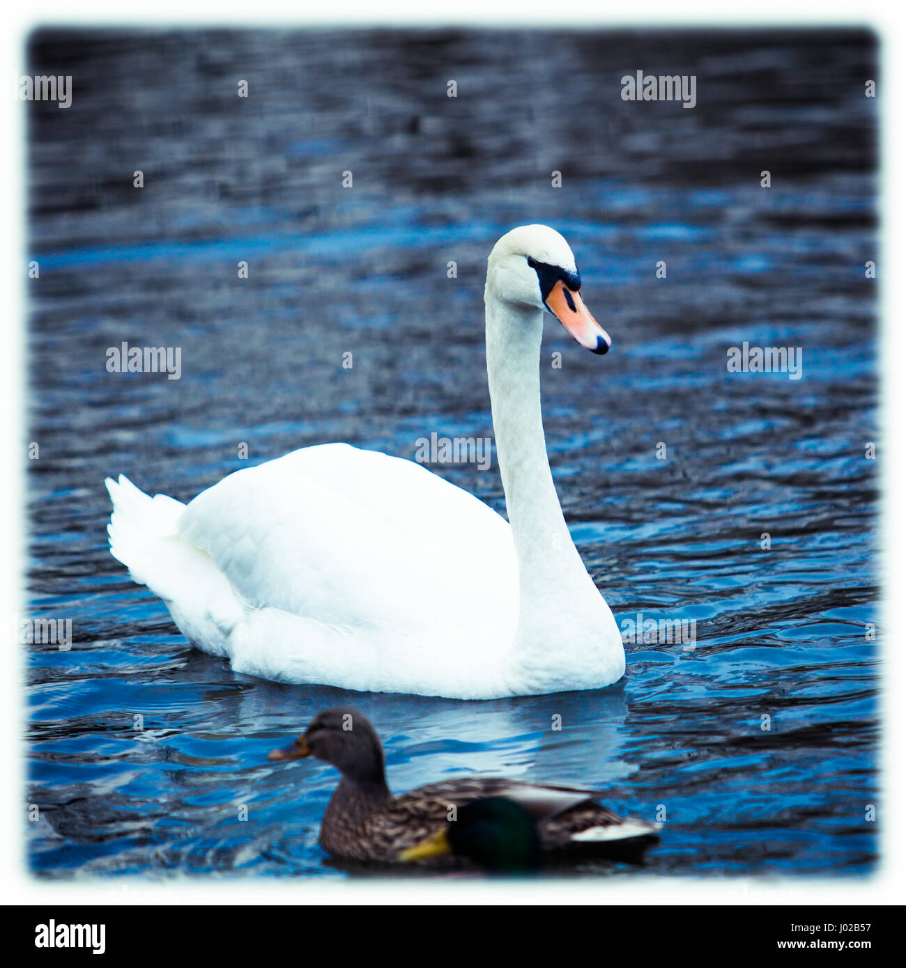 swan on blue lake water Stock Photo - Alamy