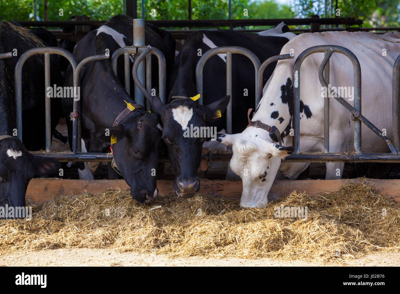 Cows on Farm Stock Photo - Alamy