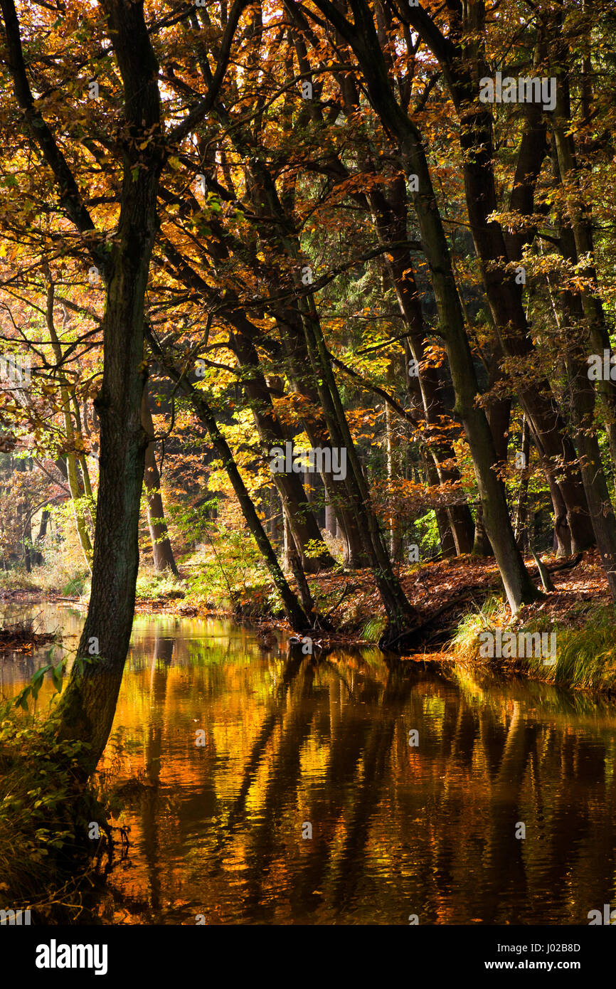 lake in deep forest Stock Photo - Alamy