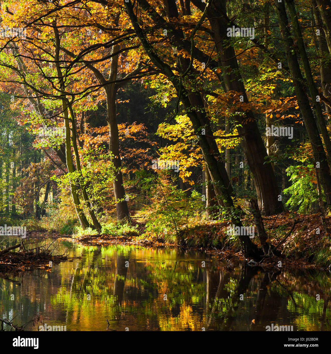 lake in deep forest Stock Photo - Alamy