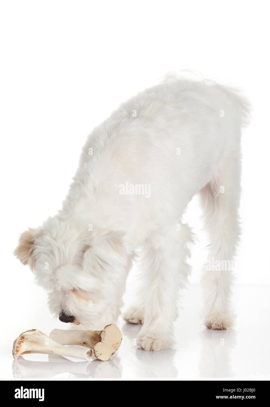 dog with bone isolated on white background Stock Photo - Alamy