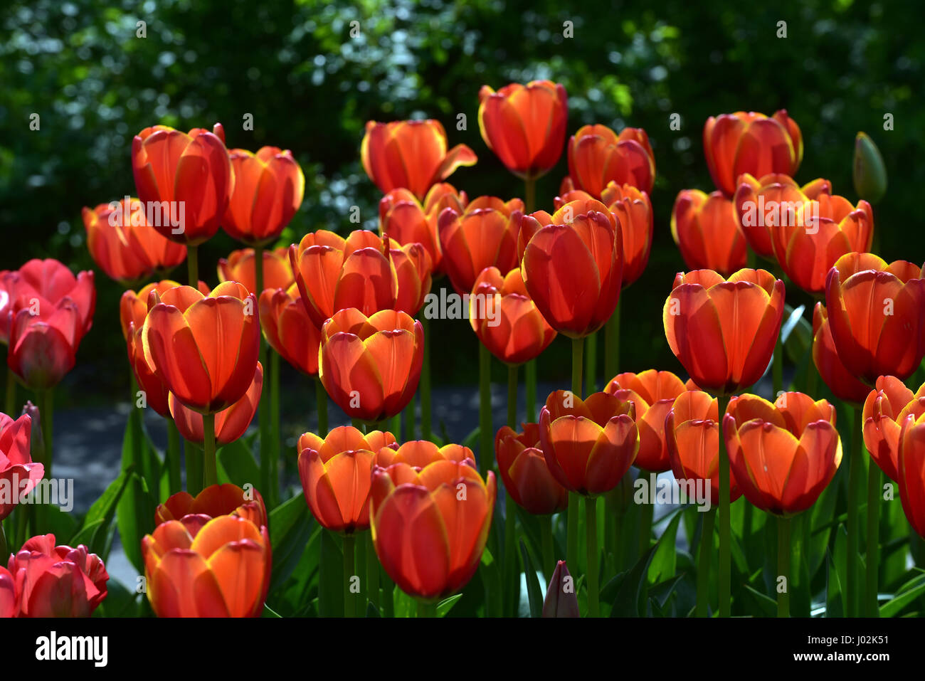 Juechen, Germany. 9th Apr, 2017. A field of blooming tulips near Dyck ...
