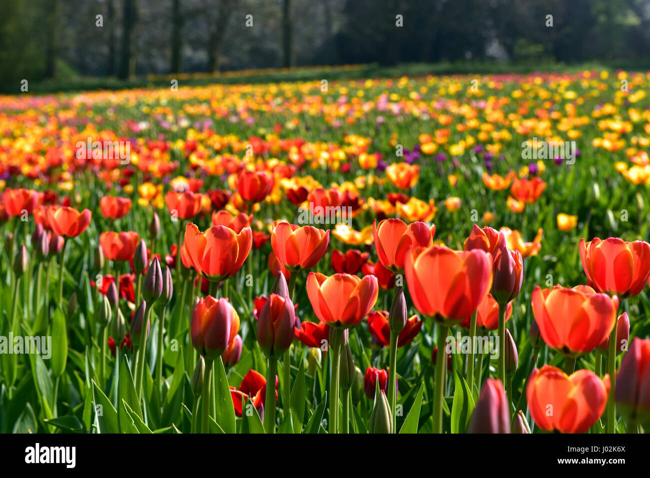 Juechen, Germany. 9th Apr, 2017. A field of blooming tulips near Dyck ...