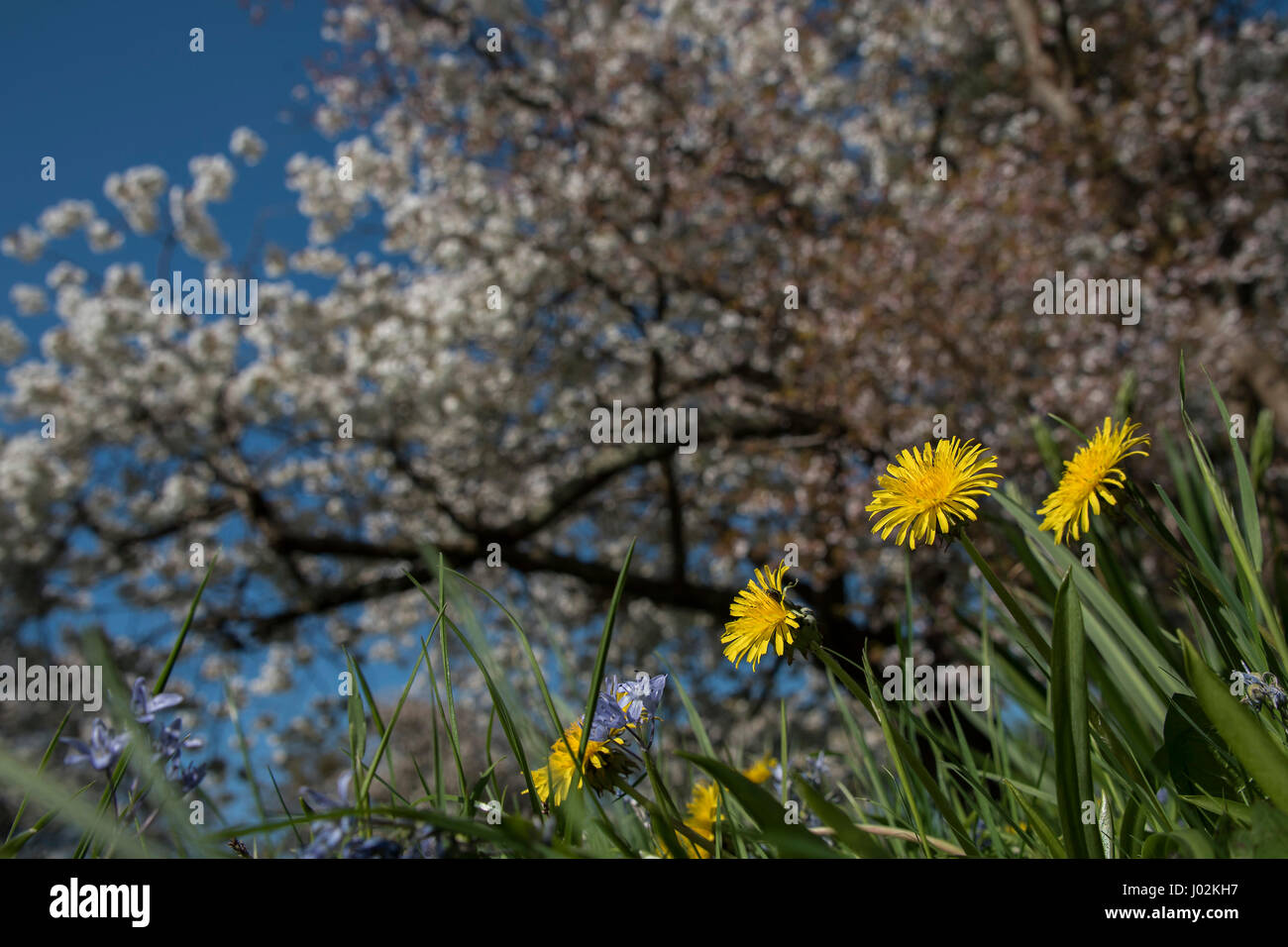 Sussex, UK. 9th April, 2017. Daisies thrive in the wild flower garden ...