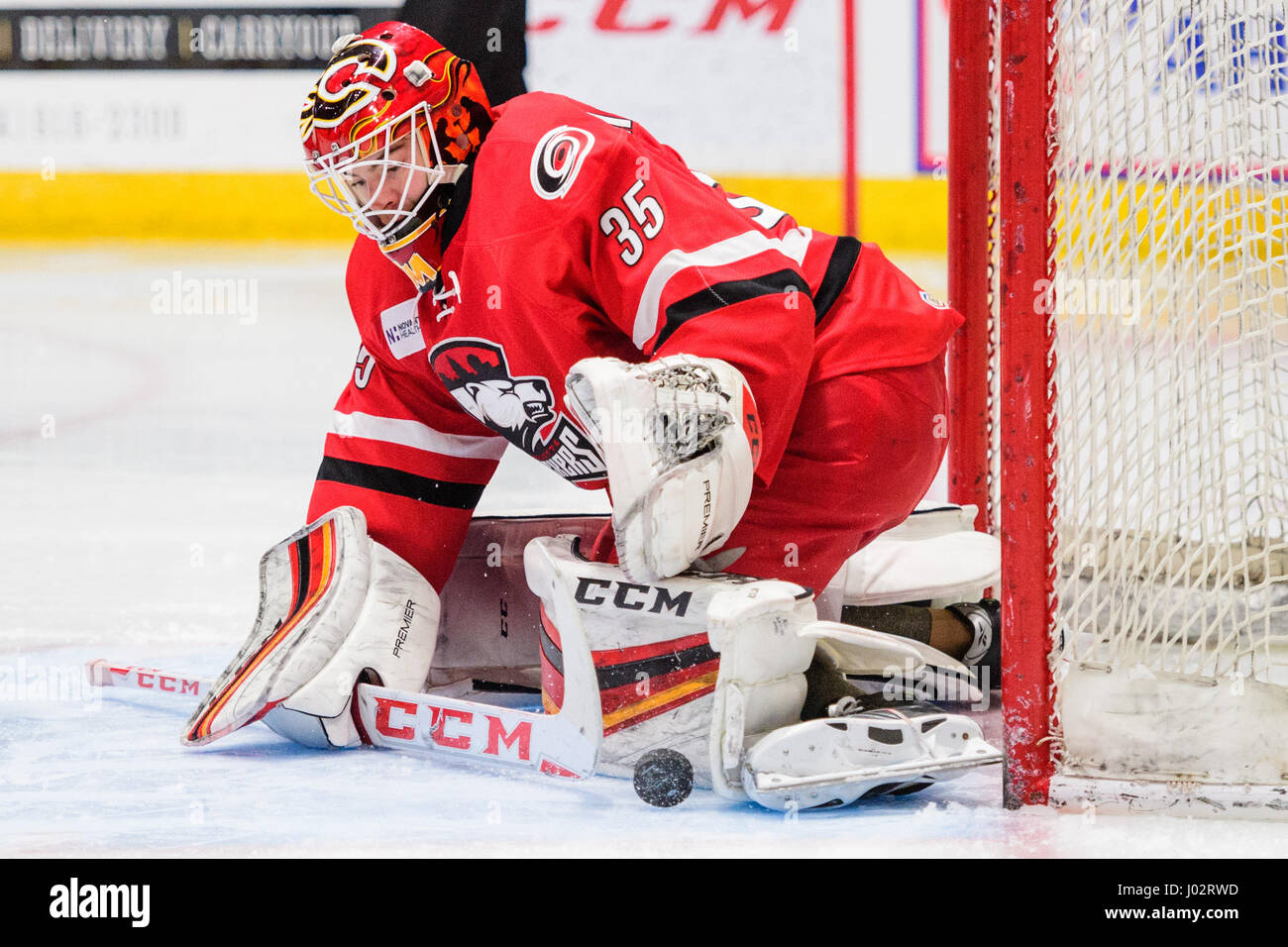 Charlotte Checkers G Tom McCollum (35) during the AHL game between the ...