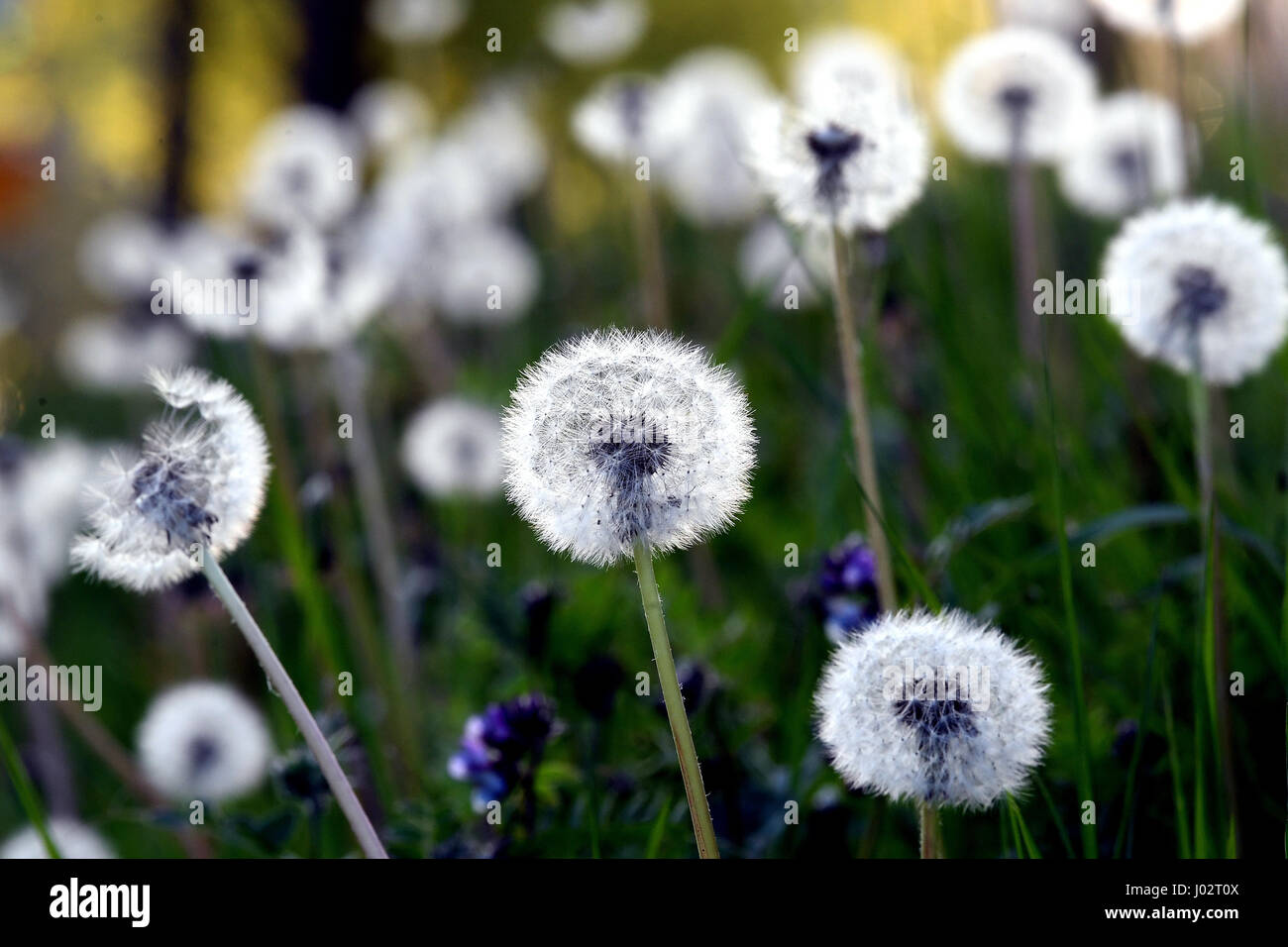 Cologne, Germany. 9th Apr, 2017. Dandelions in a field in Cologne ...