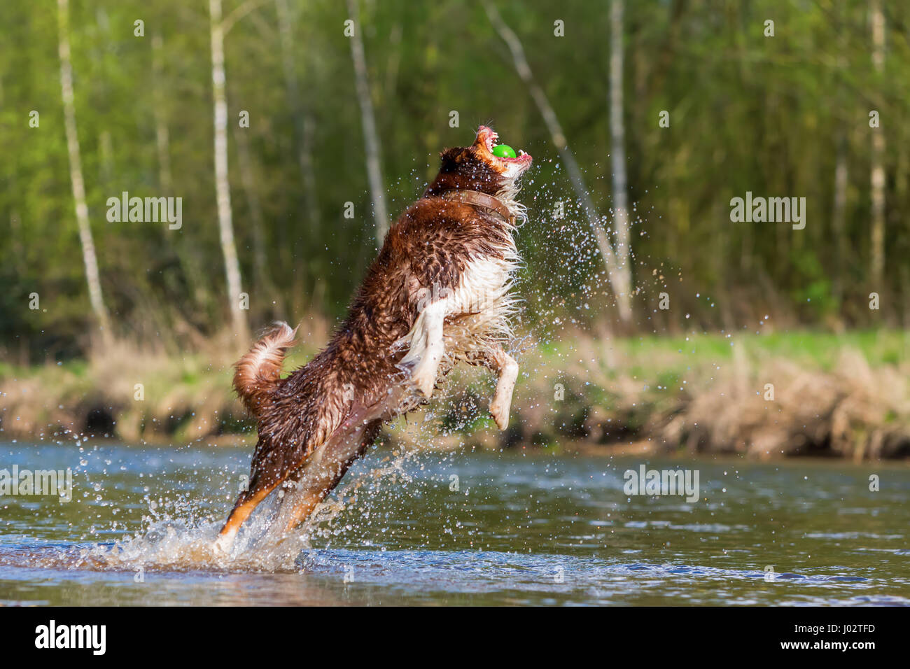 Jumping australian shepherd hi-res stock photography and images - Alamy