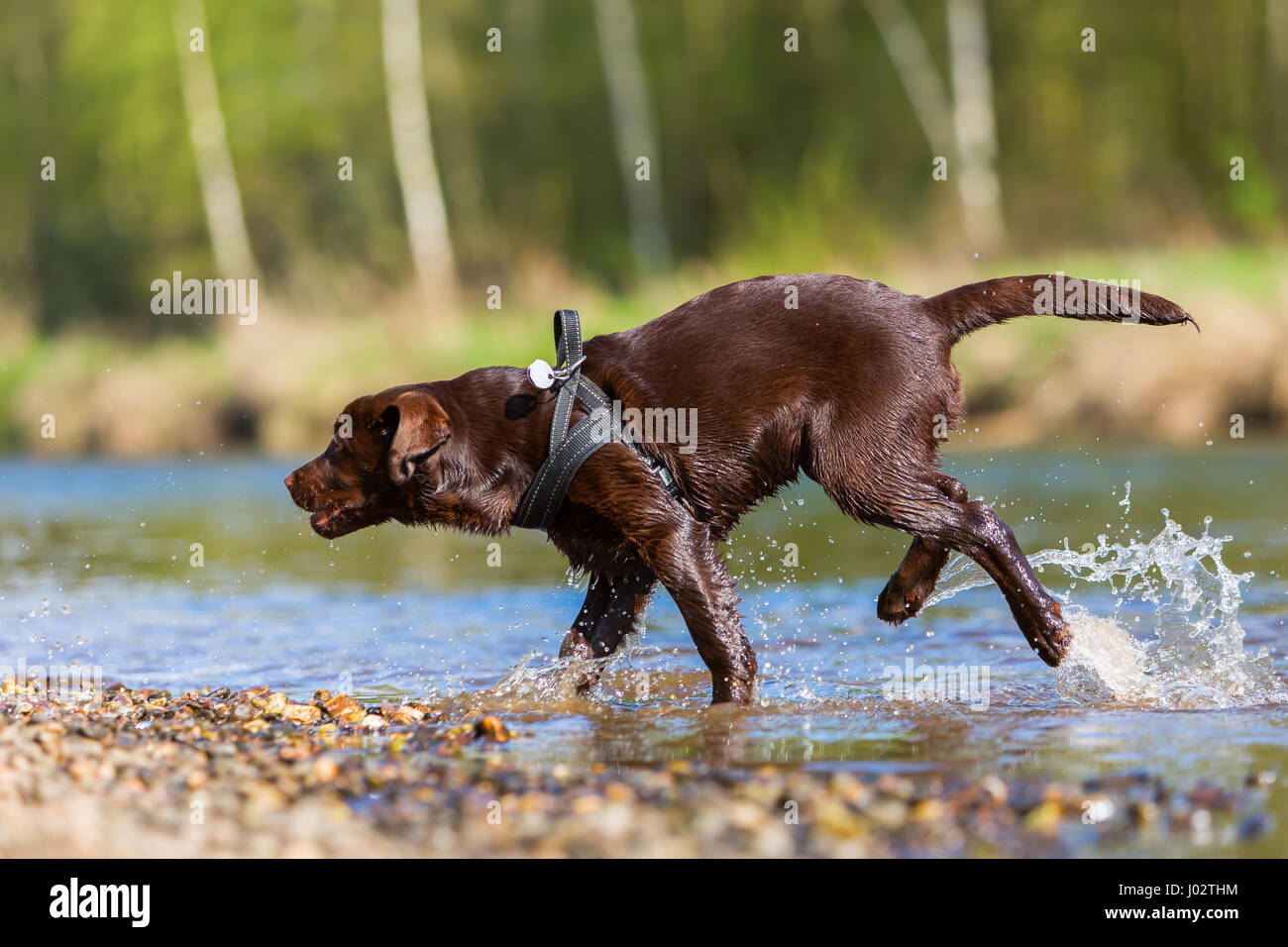 picture of a Labrador puppy in the river Stock Photo - Alamy