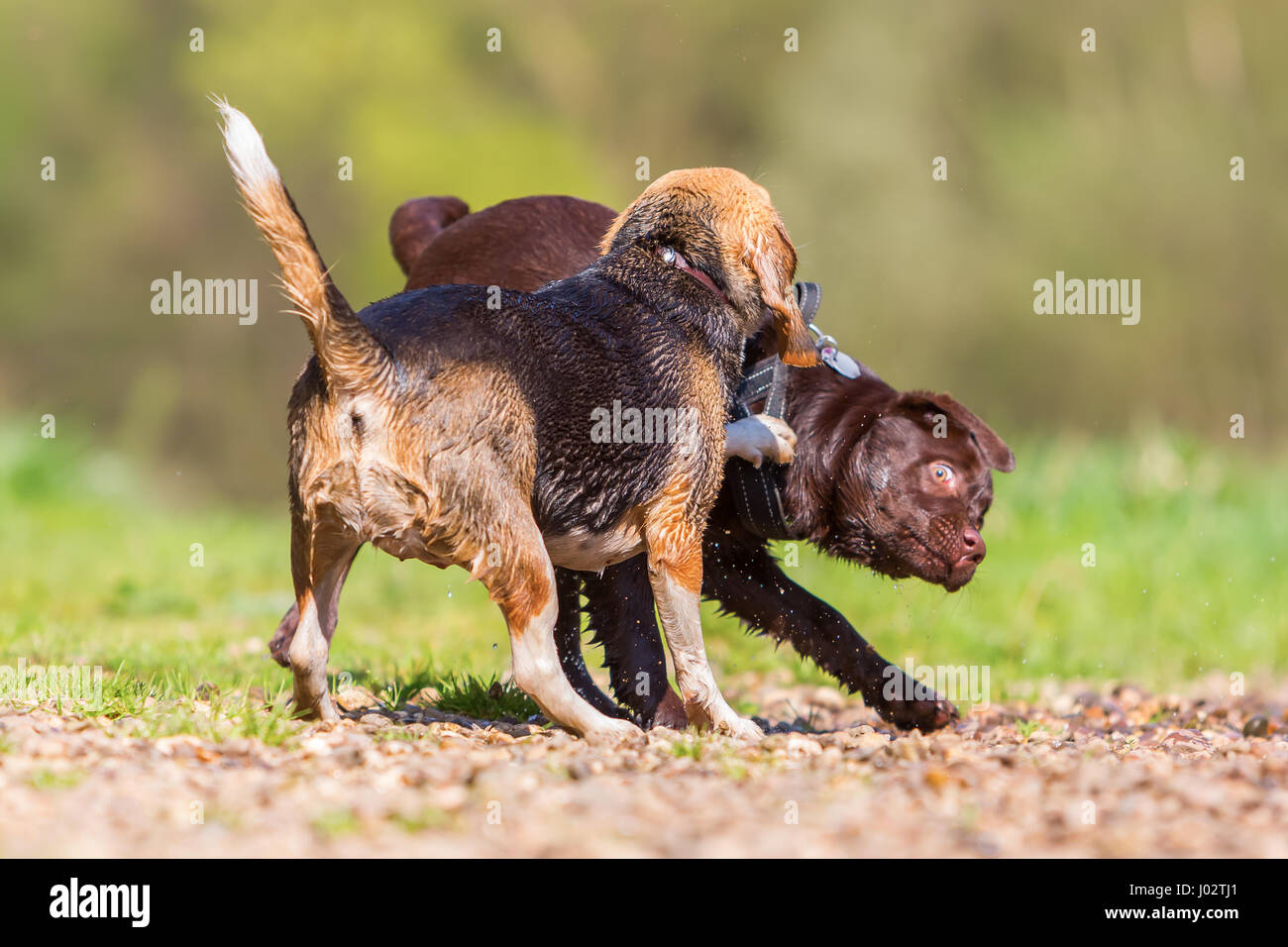Labrador puppy and Beagle dog scuffling outdoors Stock Photo - Alamy