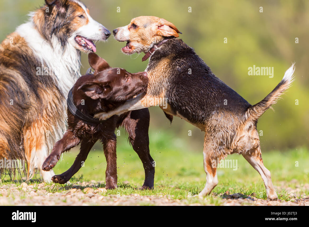Labrador puppy and Beagle dog scuffling outdoors Stock Photo - Alamy